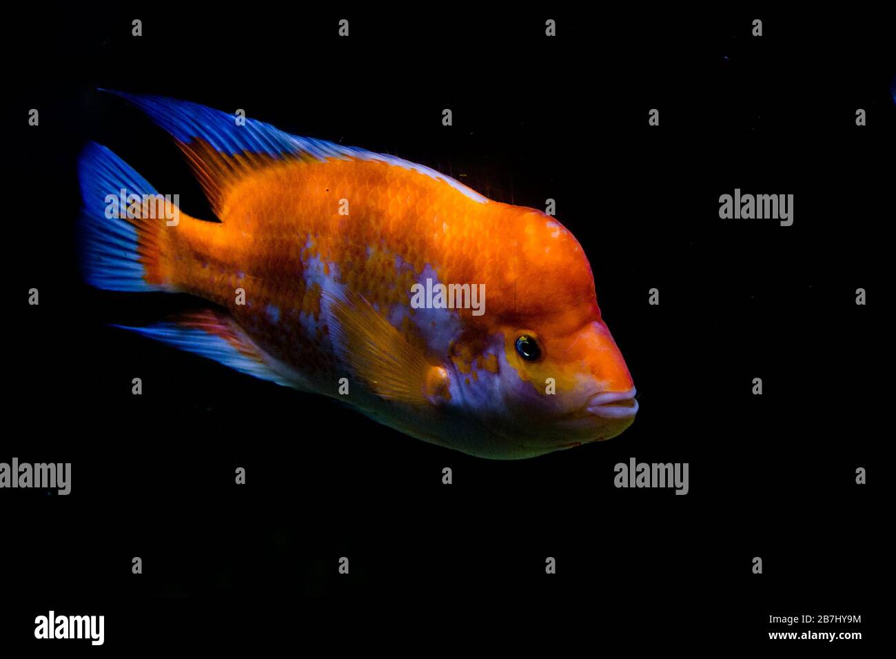 Midas cichlid in aquarium, Amphilophus citrinellus from America Stock ...