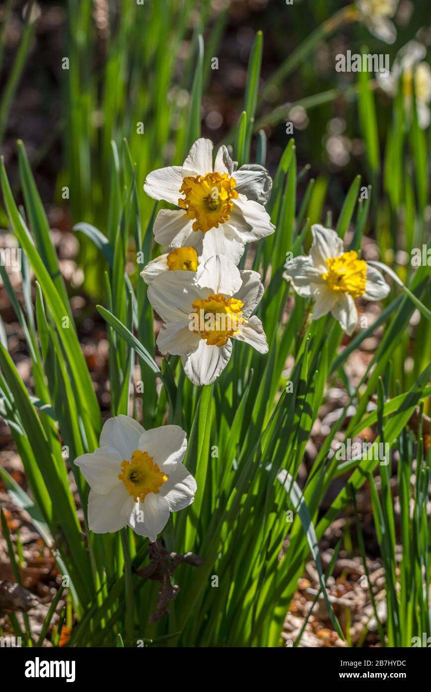 A cluster of white with yellow center daffodils closeup on a bright ...