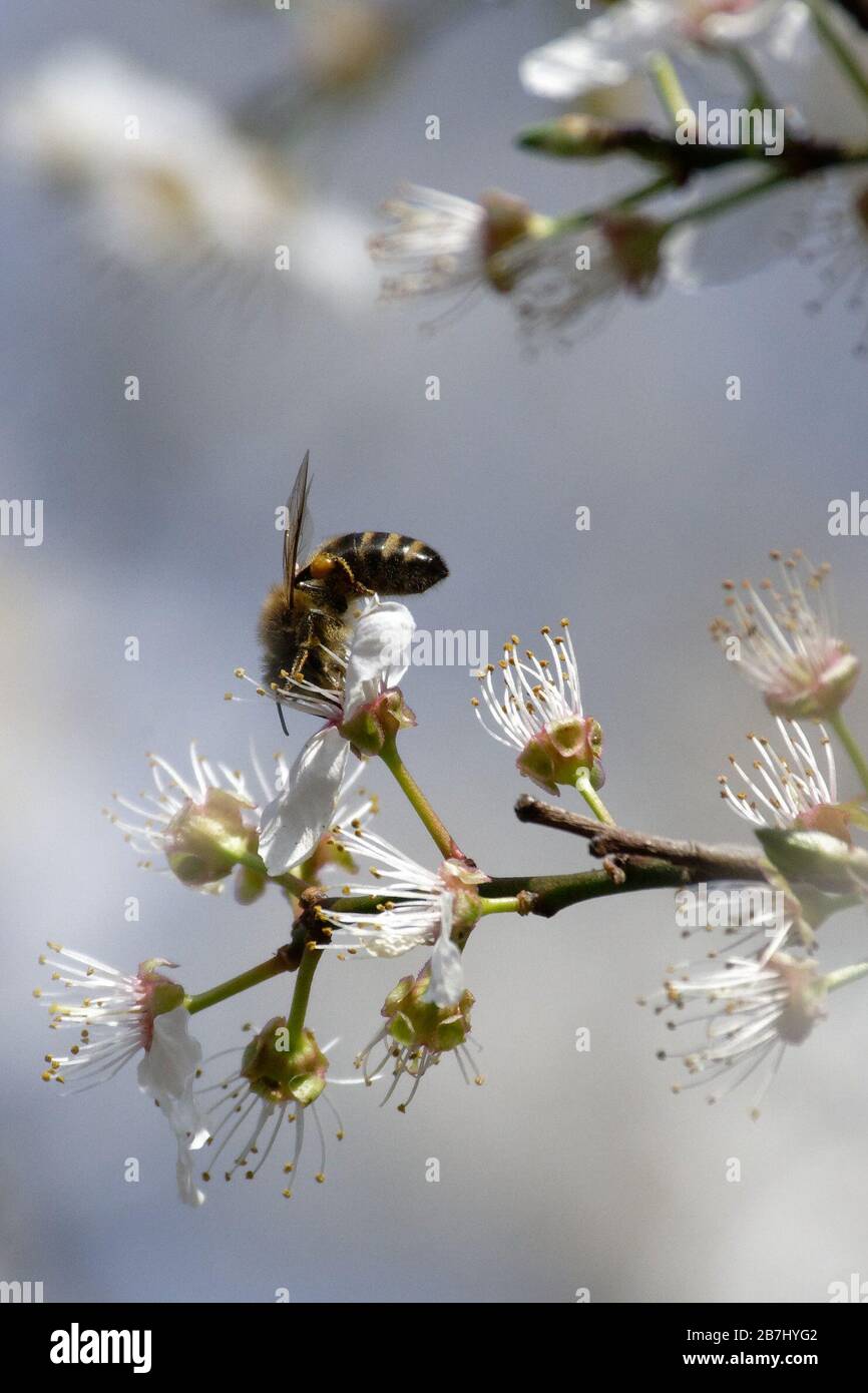 Industrious animals hi-res stock photography and images - Alamy