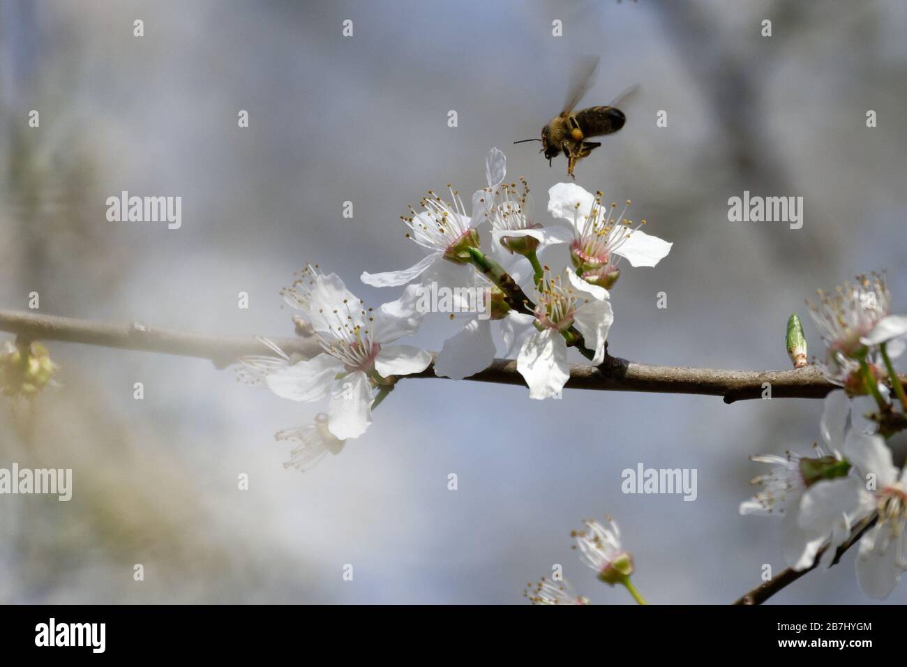 Industrious animals hi-res stock photography and images - Alamy