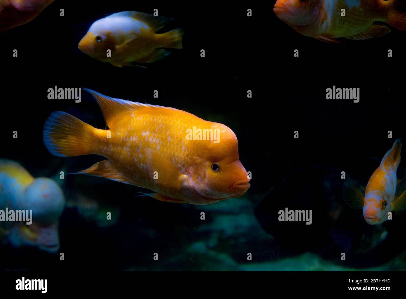 Midas cichlid in aquarium, Amphilophus citrinellus from America Stock Photo - Alamy