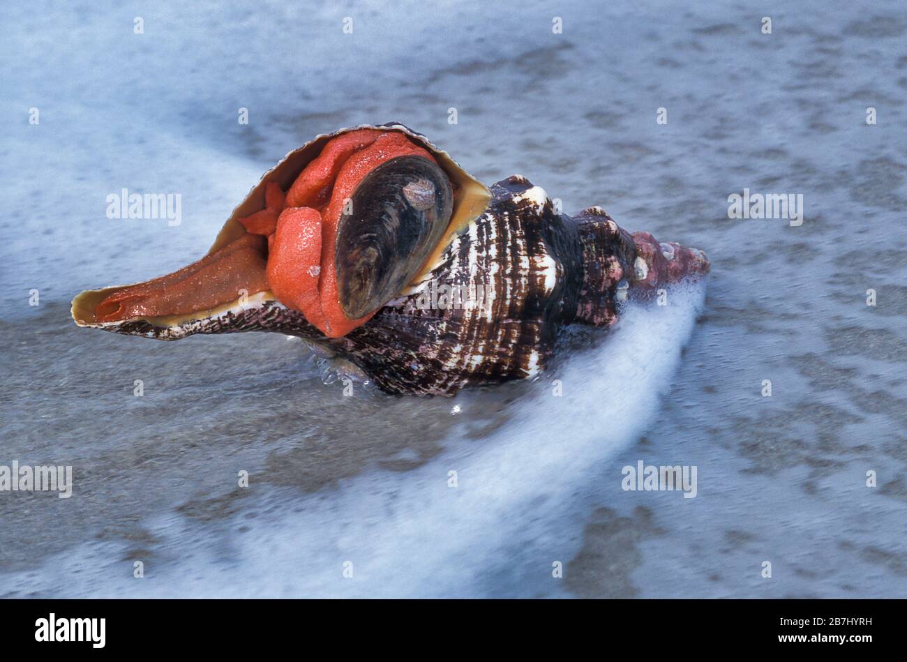 Horse Conch, Pleuroploca gigantea, Florida, USA, on beach with waves ...