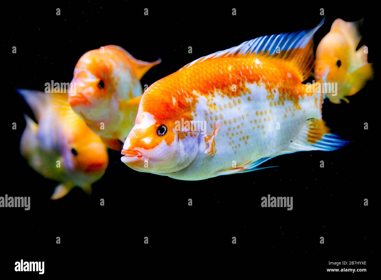 Midas cichlid in aquarium, Amphilophus citrinellus from America Stock Photo - Alamy