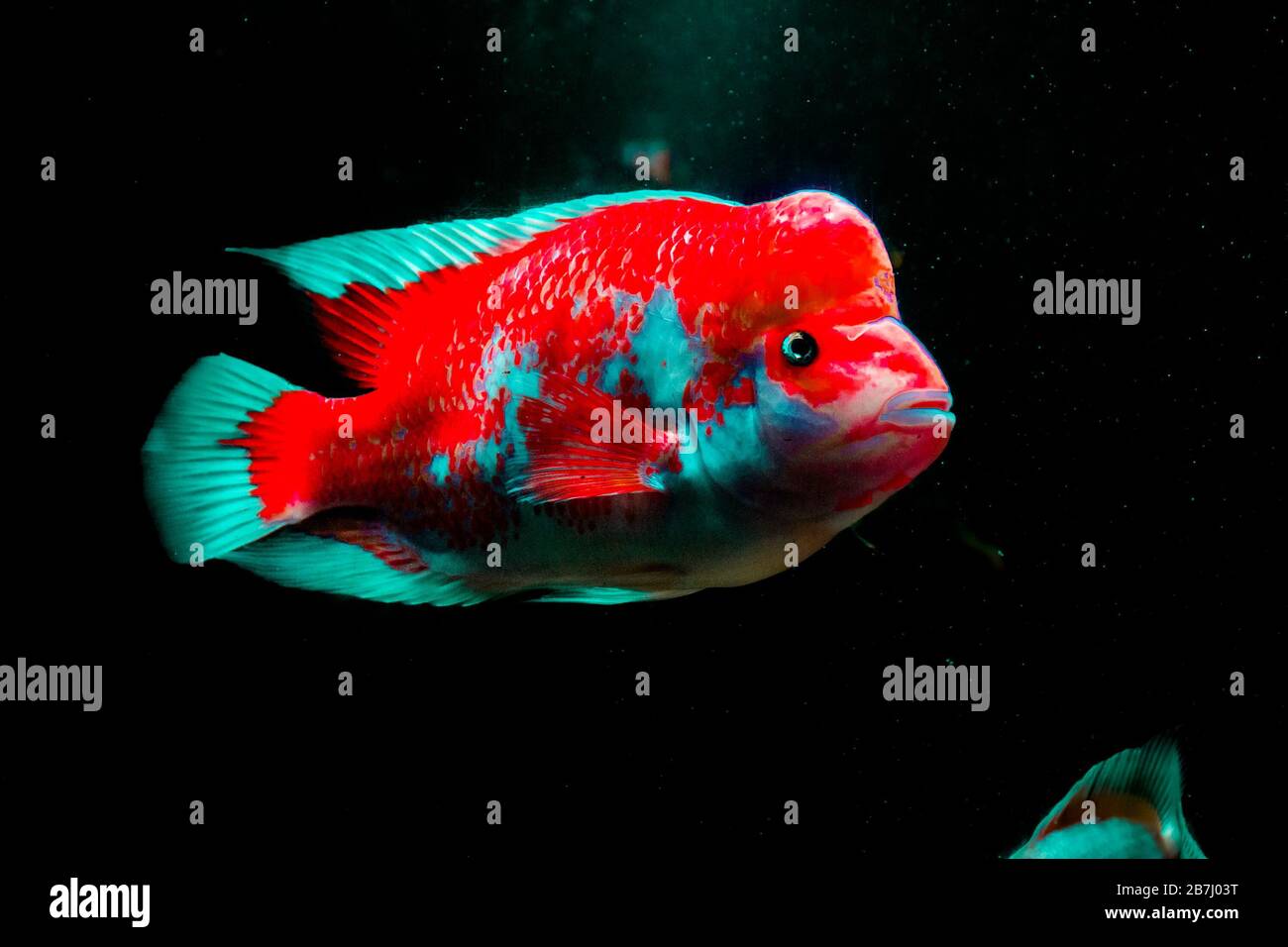 Midas cichlid in aquarium, Amphilophus citrinellus from America Stock ...