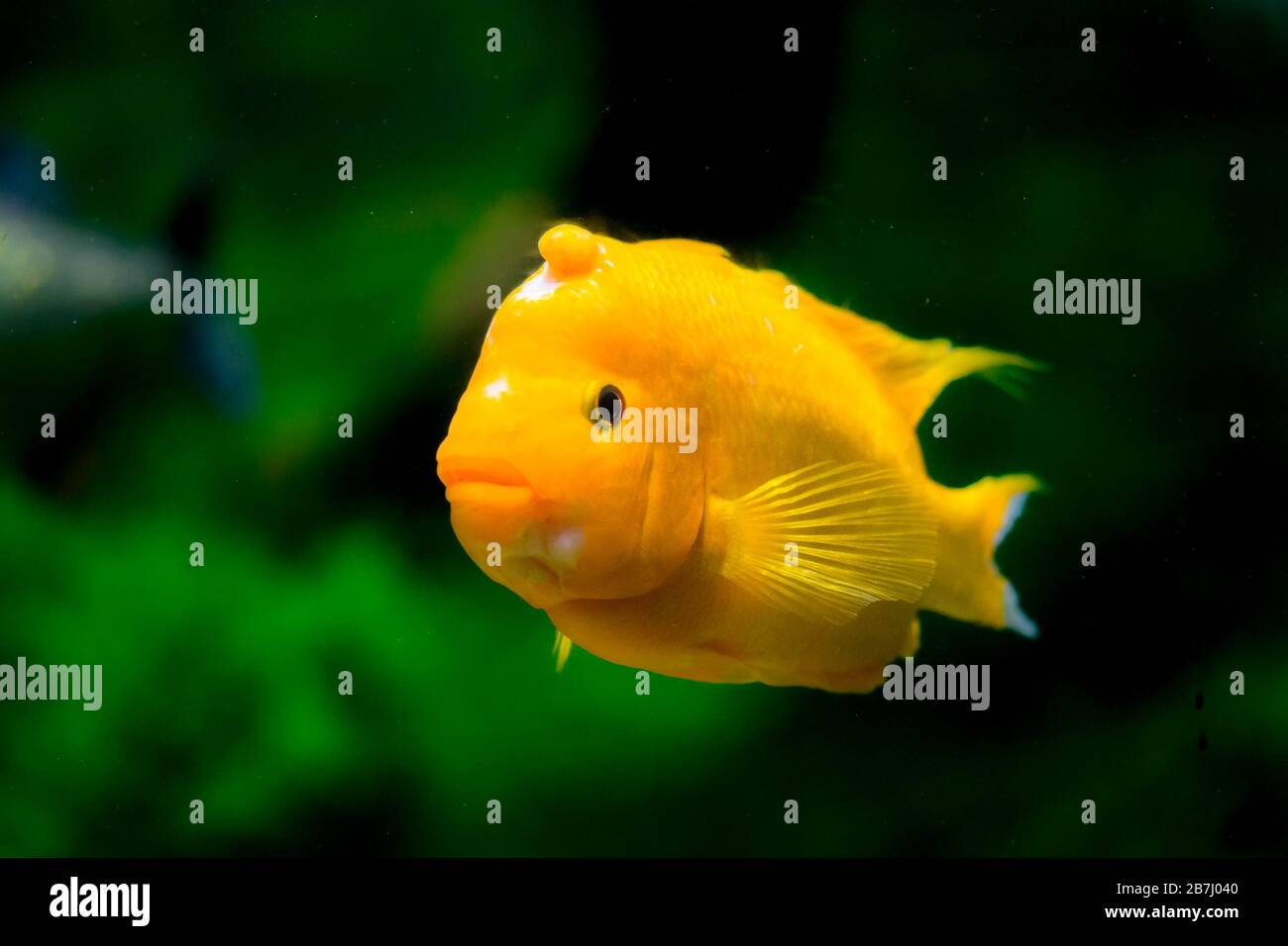 Midas cichlid in aquarium, Amphilophus citrinellus from America Stock Photo - Alamy