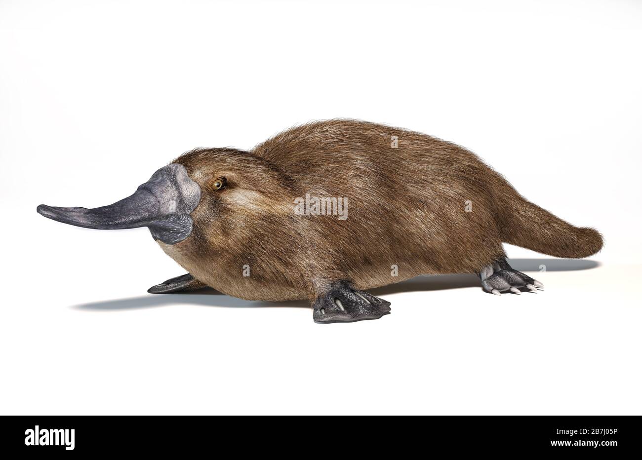 Semi-aquatic mammal, native in eastern Australia. On white background ...