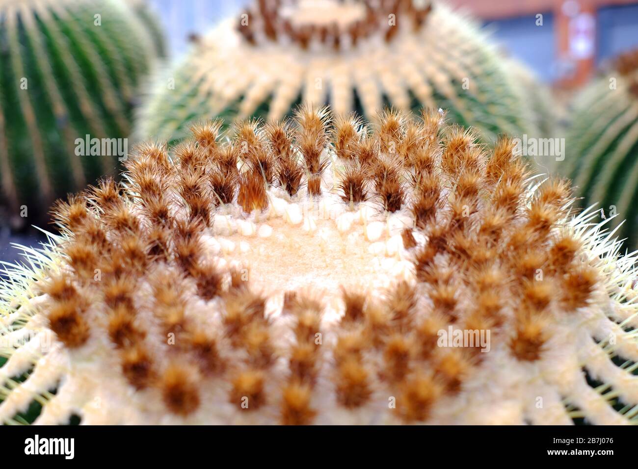 Detail of a giant spherical cactus, angled view perspective Stock Photo ...