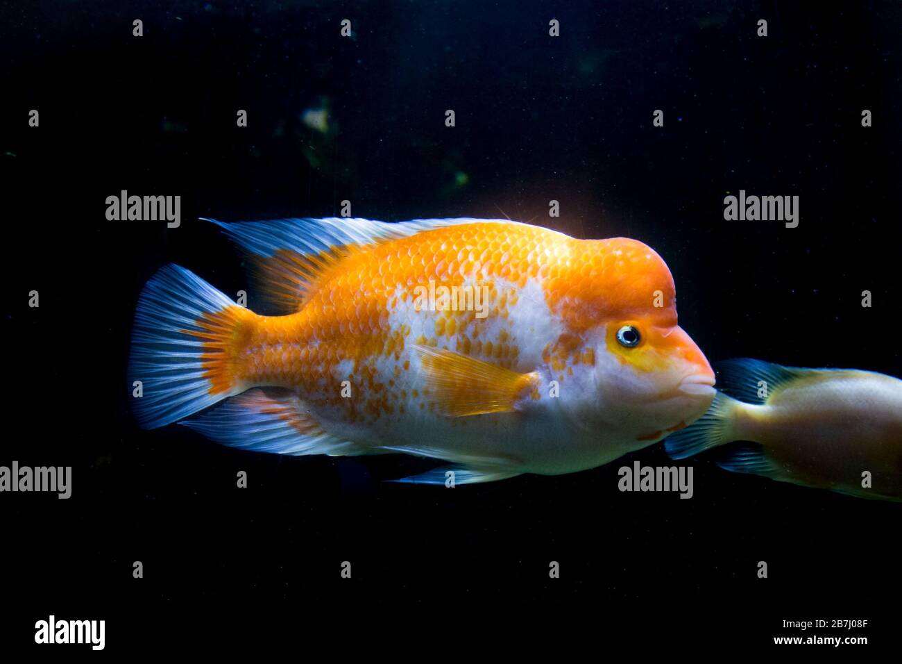 Midas cichlid in aquarium, Amphilophus citrinellus from America Stock Photo - Alamy