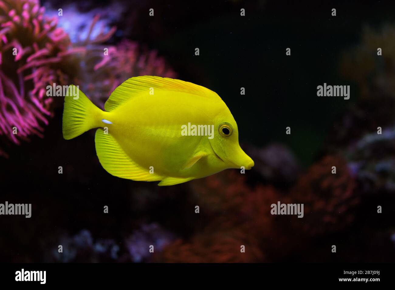 The yellow tang (Zebrasoma flavescens), salt water yellow aquarium fish ...