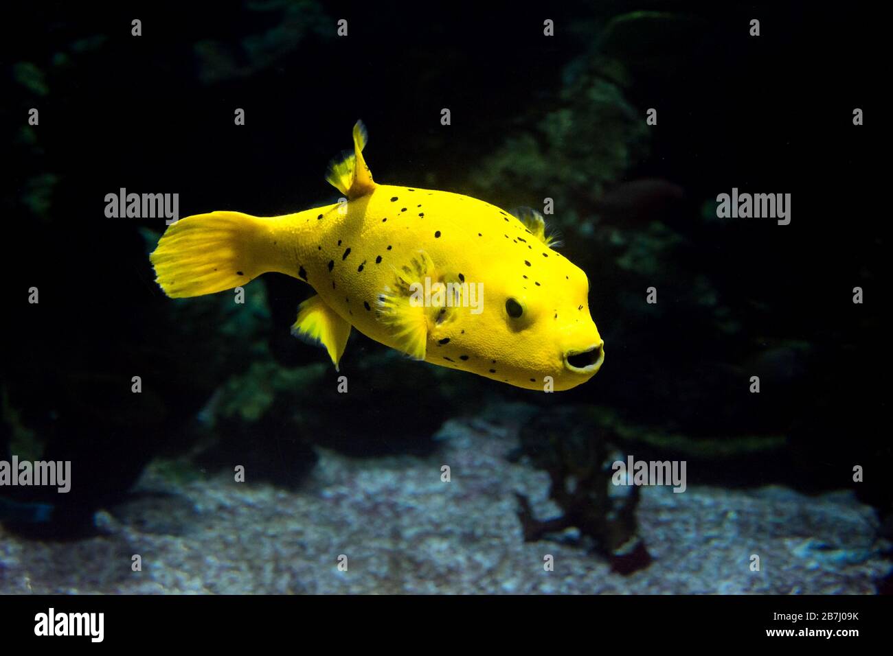 The blackspotted puffer (Arothron nigropunctatus). The dog-faced puffer ...