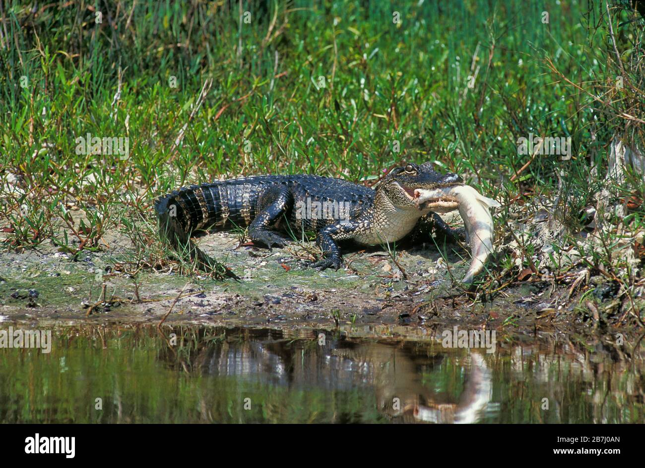 American alligator alligator mississippiensis feeding hi-res stock ...
