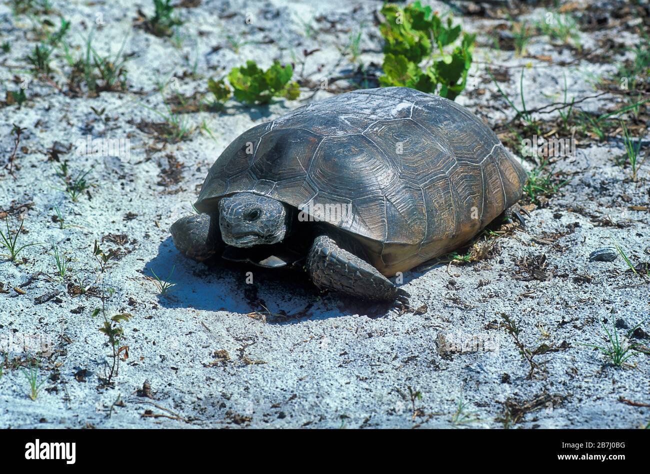 Gopher tortoise gopherus polyphemus hi-res stock photography and images ...