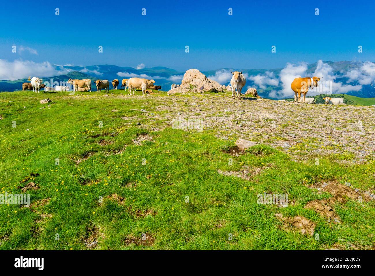 Grazing pastures hi-res stock photography and images - Alamy