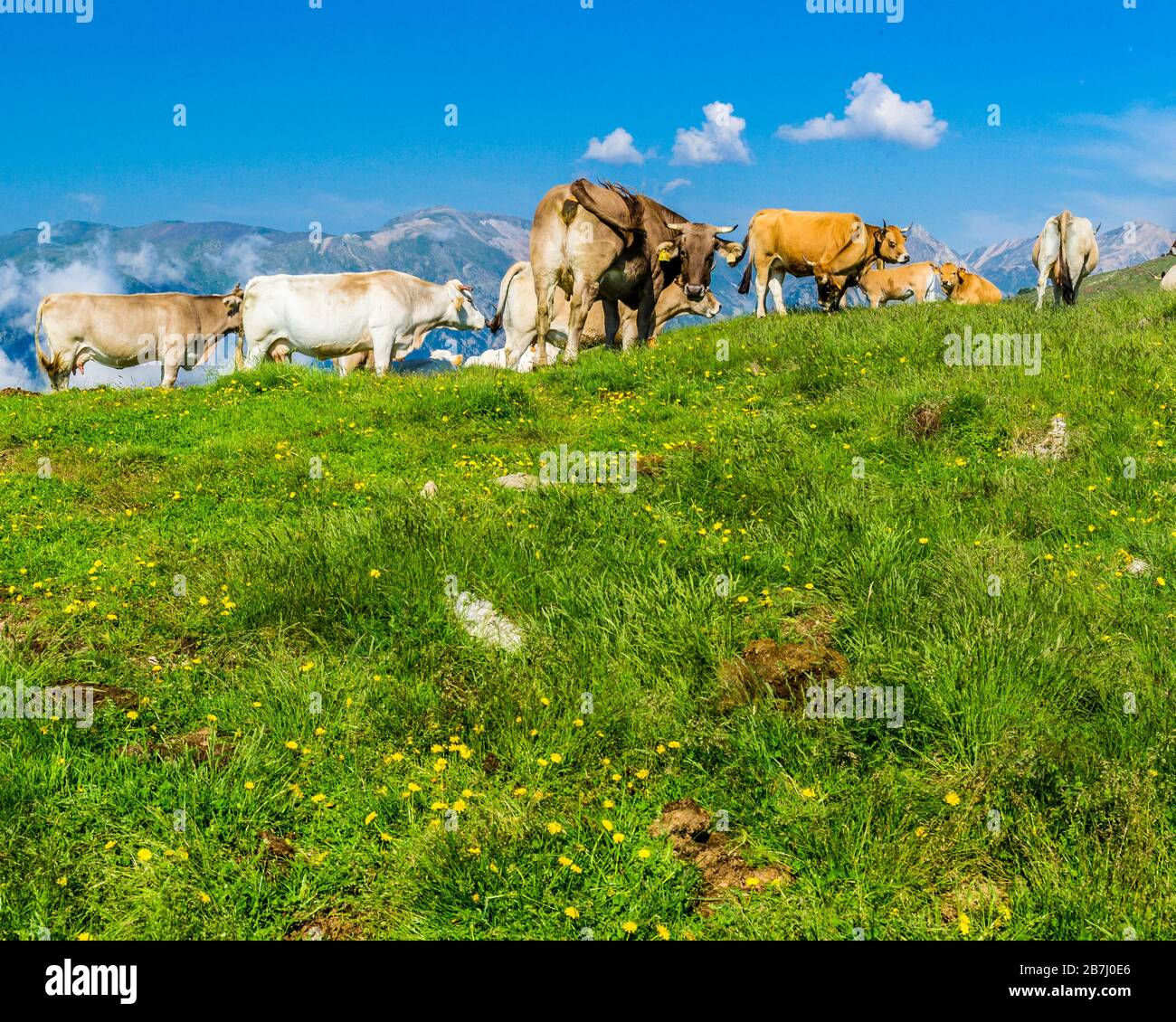 Cattle on high pasture hi-res stock photography and images - Alamy