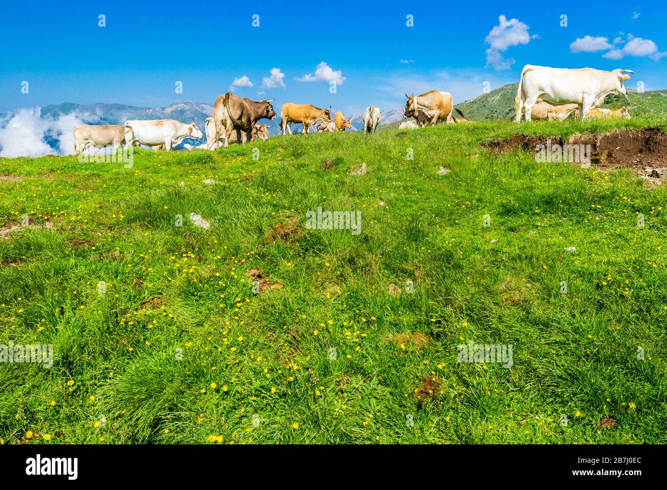 Beautiful cows on the pasture Stock Photo - Alamy