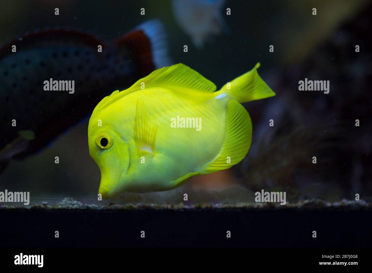 The yellow tang (Zebrasoma flavescens), salt water yellow aquarium fish ...