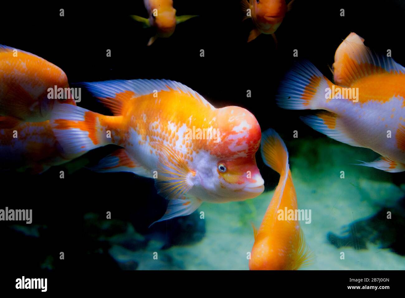 Midas lake hi-res stock photography and images - Alamy