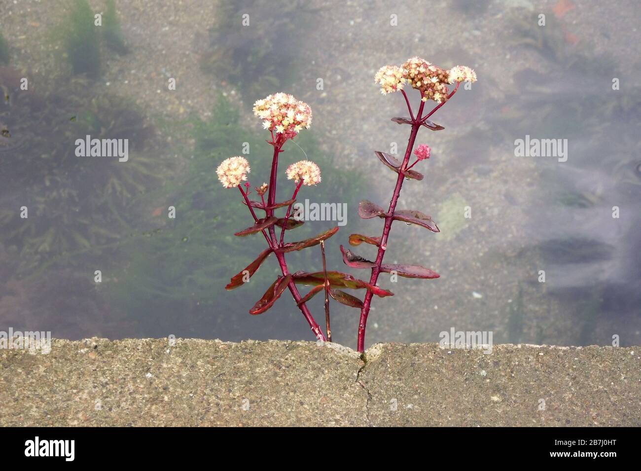 Plants growing out of the dock above the waterline Stock Photo - Alamy