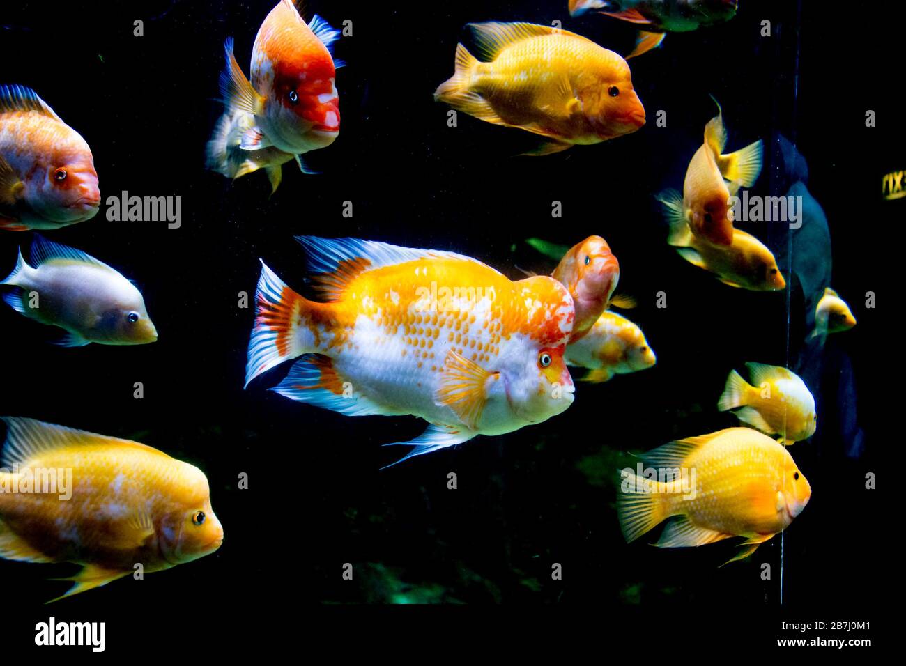 Midas cichlid in aquarium, Amphilophus citrinellus from America Stock Photo - Alamy
