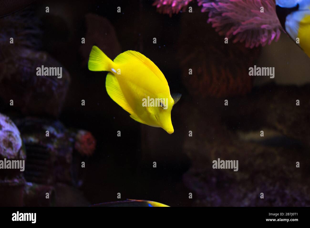 The yellow tang (Zebrasoma flavescens), salt water yellow aquarium fish ...