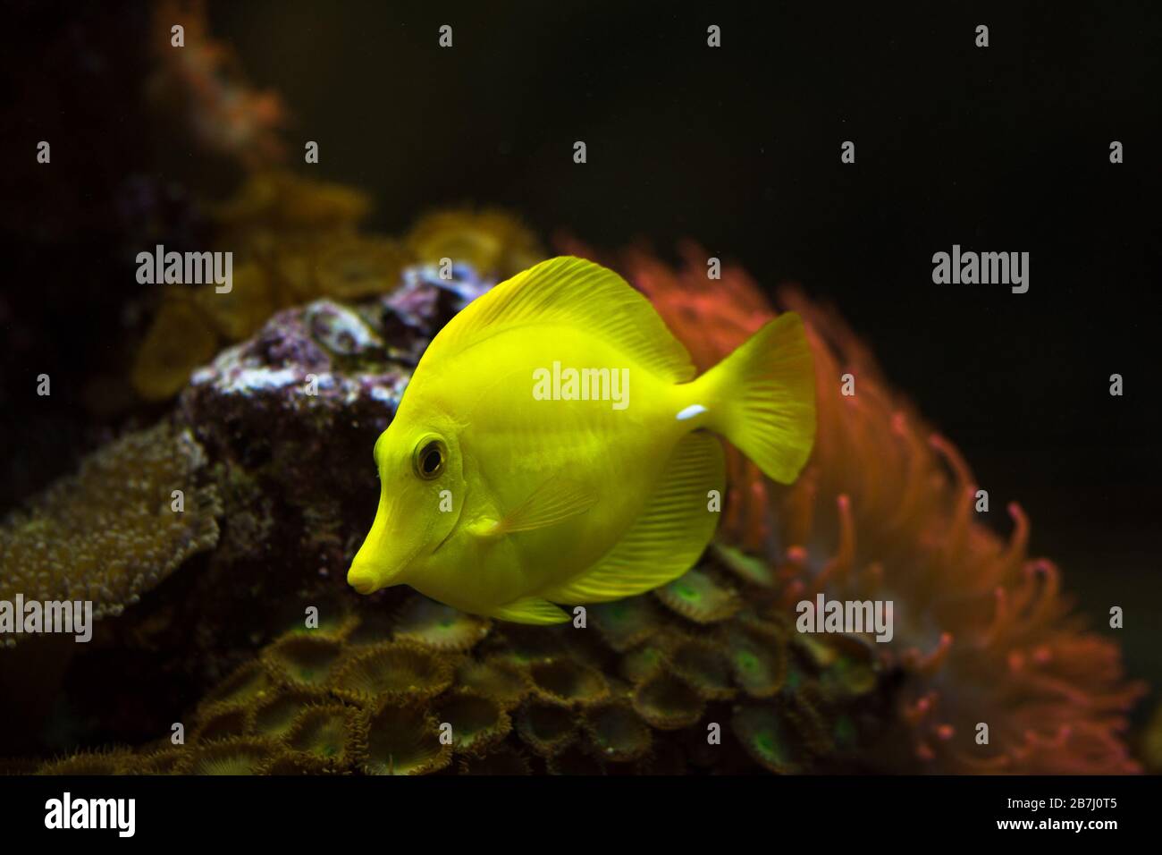 The yellow tang (Zebrasoma flavescens), salt water yellow aquarium fish ...