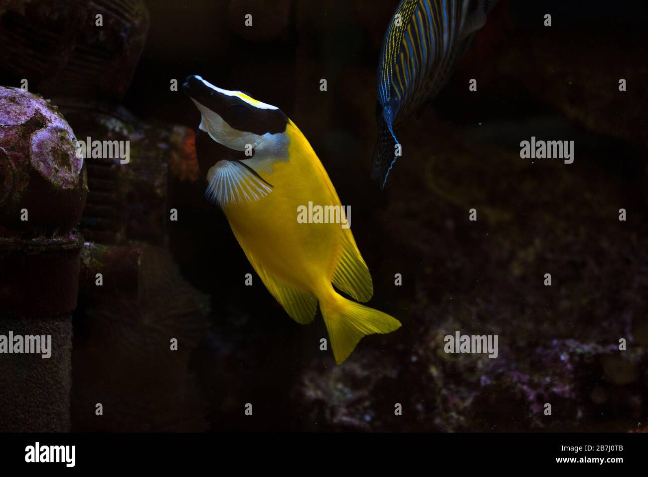 The foxface rabbitfish (Siganus vulpinus). Tropical marine aquarium ...