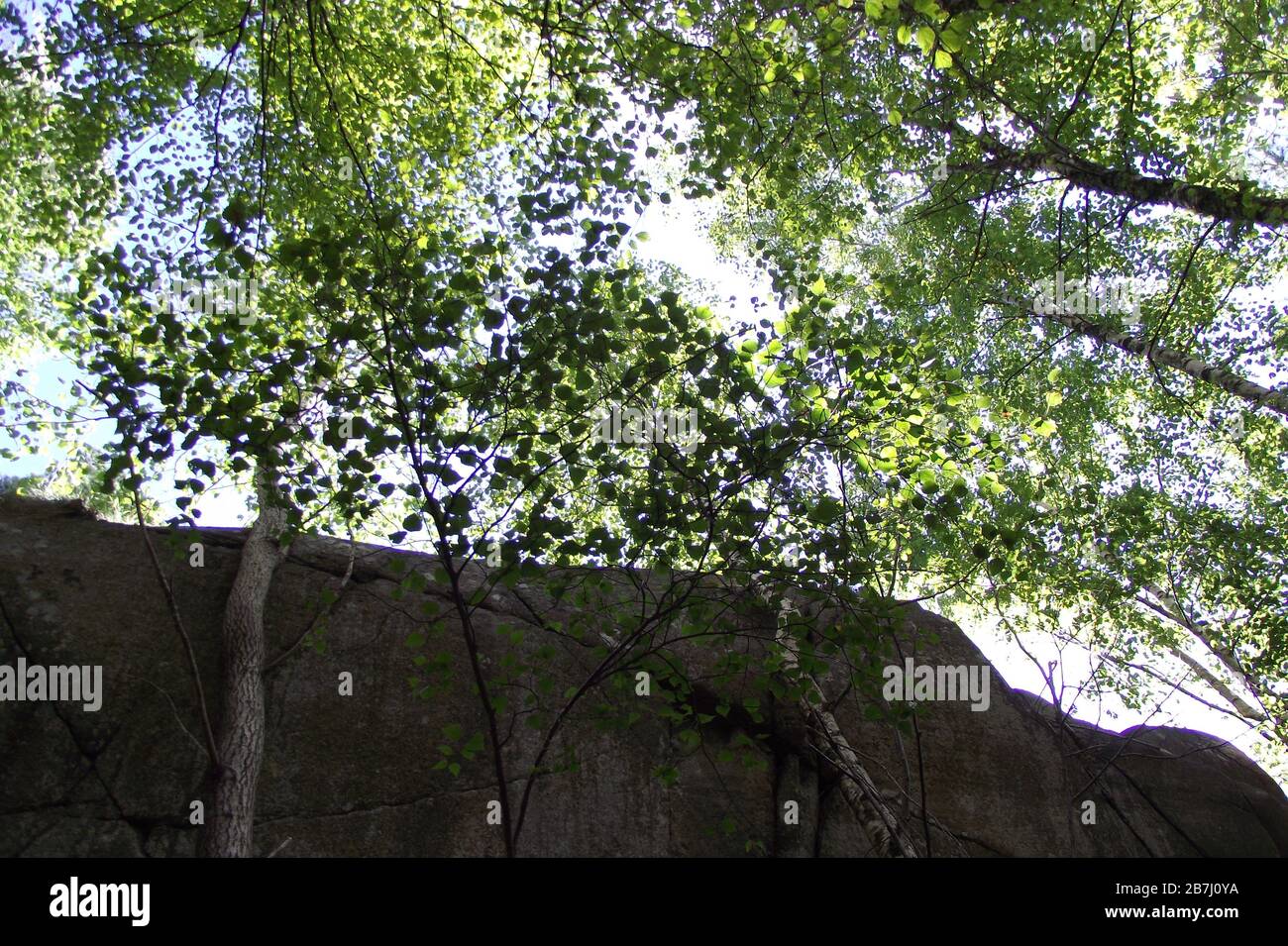 Trees in the forest standing tall Stock Photo - Alamy