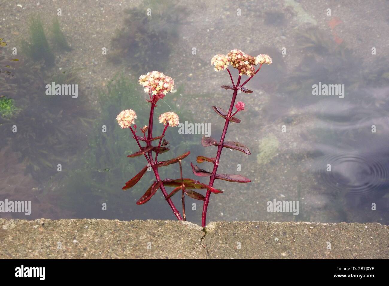 Plants growing out of the dock above the waterline Stock Photo - Alamy