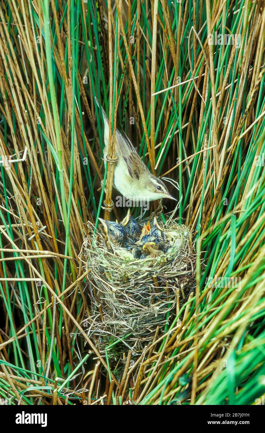 Sedge warbler uk nest hi-res stock photography and images - Alamy