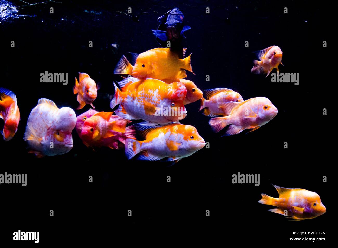 Midas cichlid in aquarium, Amphilophus citrinellus from America Stock Photo - Alamy