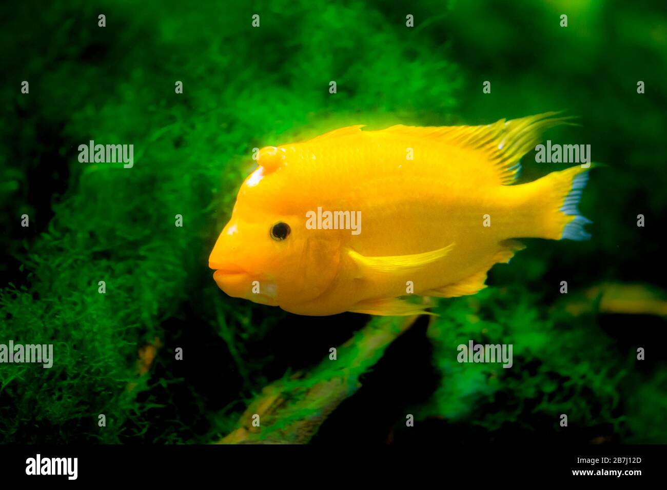 Midas cichlid in aquarium, Amphilophus citrinellus from America Stock Photo - Alamy