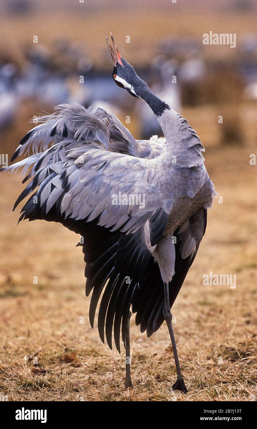 Common Crane, Grus grus, displaying, Europe Stock Photo - Alamy