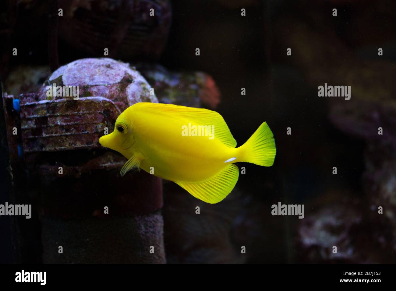 The yellow tang (Zebrasoma flavescens), salt water yellow aquarium fish ...
