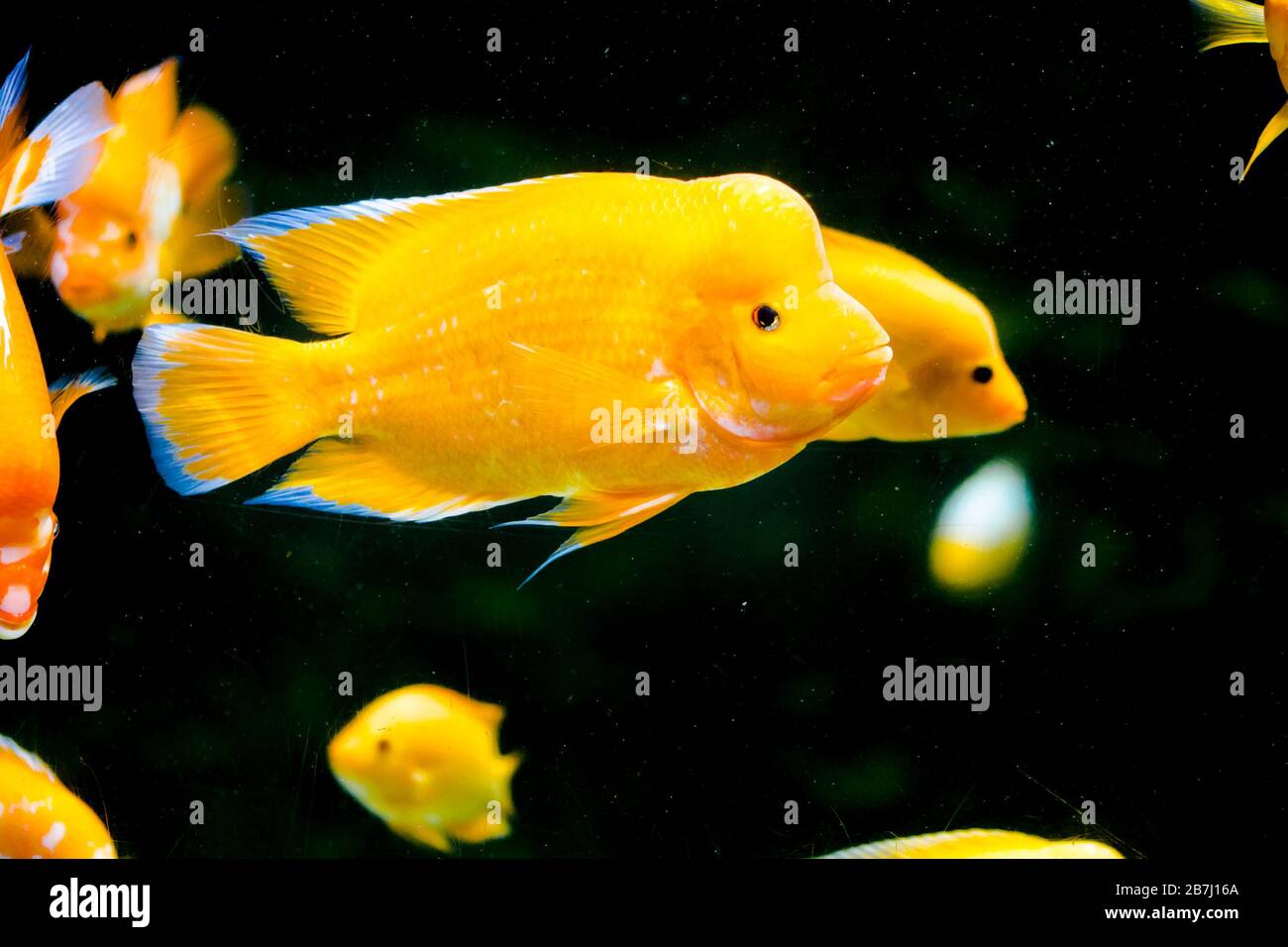 Midas cichlid in aquarium, Amphilophus citrinellus from America Stock Photo - Alamy