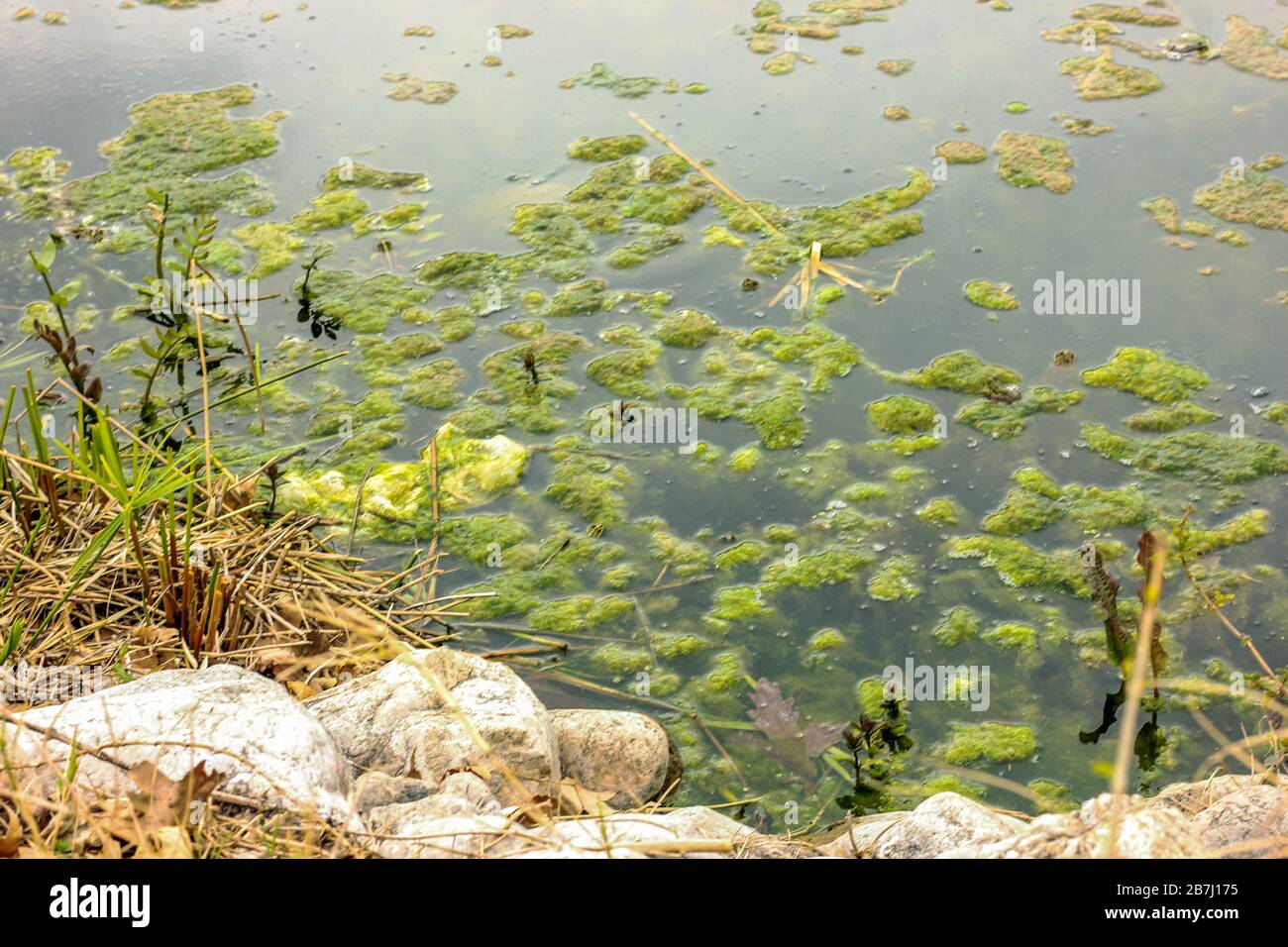 Pond with green mud, moss and frogs Stock Photo - Alamy
