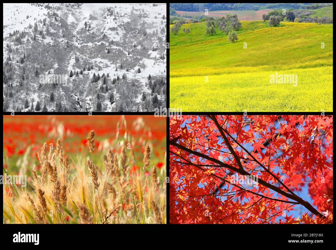 Four seasons collage - winter, spring, summer and autumn concept Stock ...