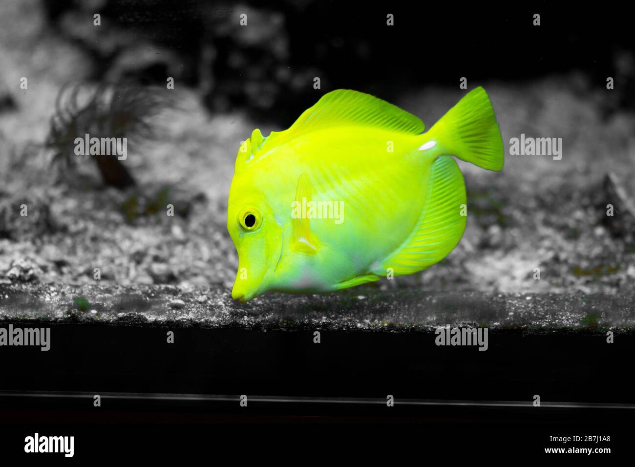 The yellow tang (Zebrasoma flavescens), salt water yellow aquarium fish ...