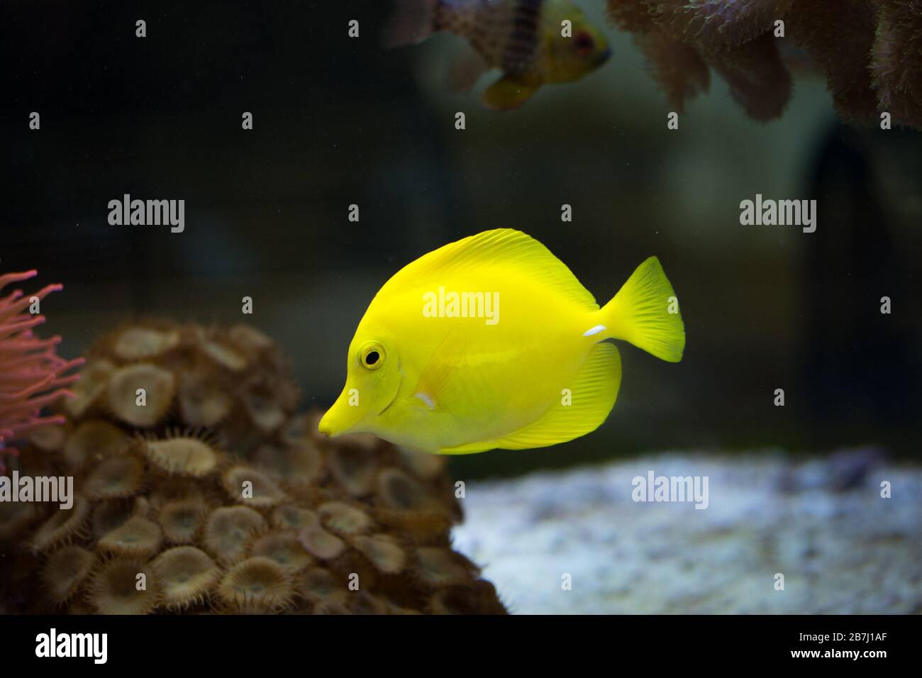 The yellow tang (Zebrasoma flavescens), salt water yellow aquarium fish ...