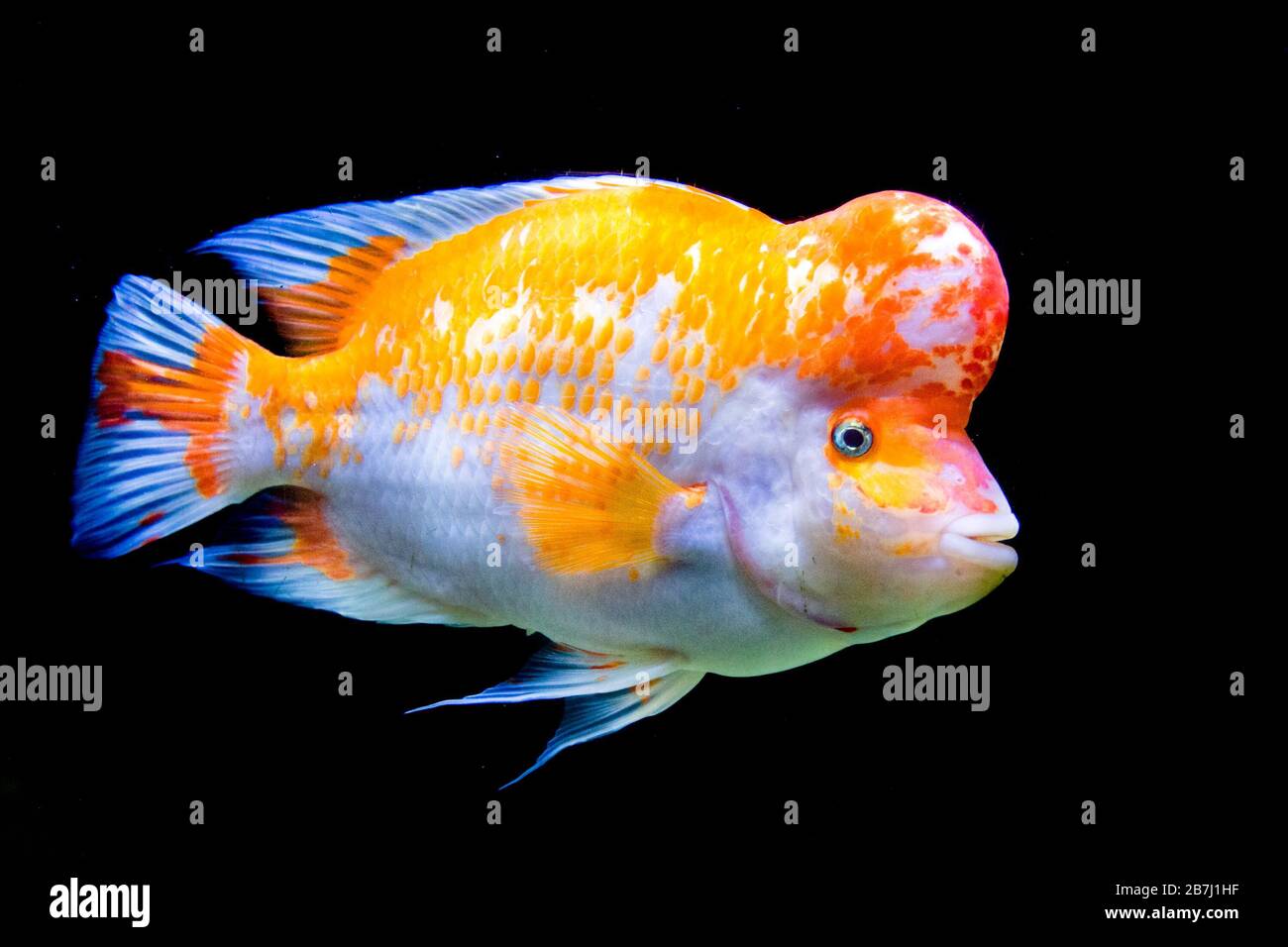 Midas cichlid in aquarium, Amphilophus citrinellus from America Stock ...