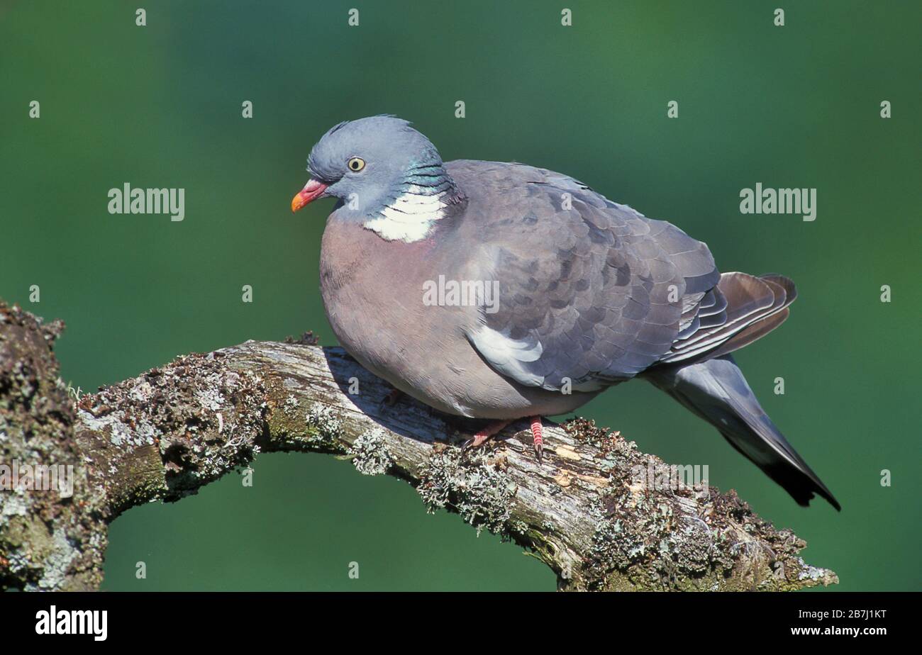 Wood pigeon scotland hi-res stock photography and images - Alamy
