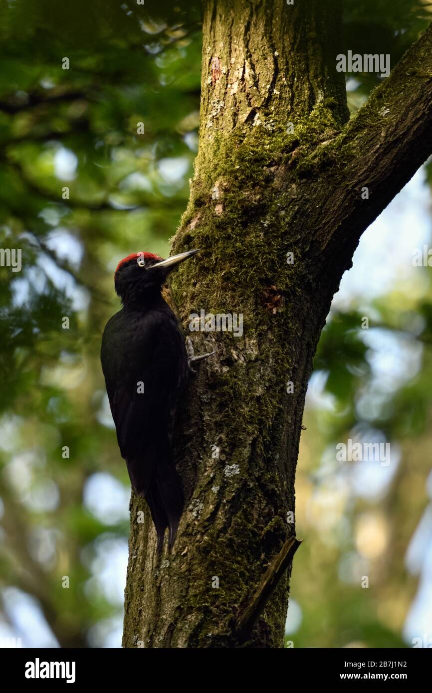 Adult birds wildlife hi-res stock photography and images - Alamy