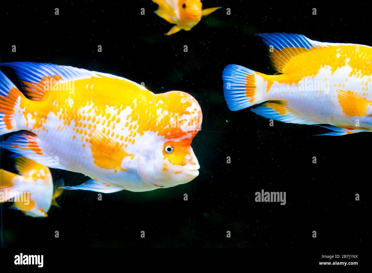 Midas cichlid in aquarium, Amphilophus citrinellus from America Stock Photo - Alamy