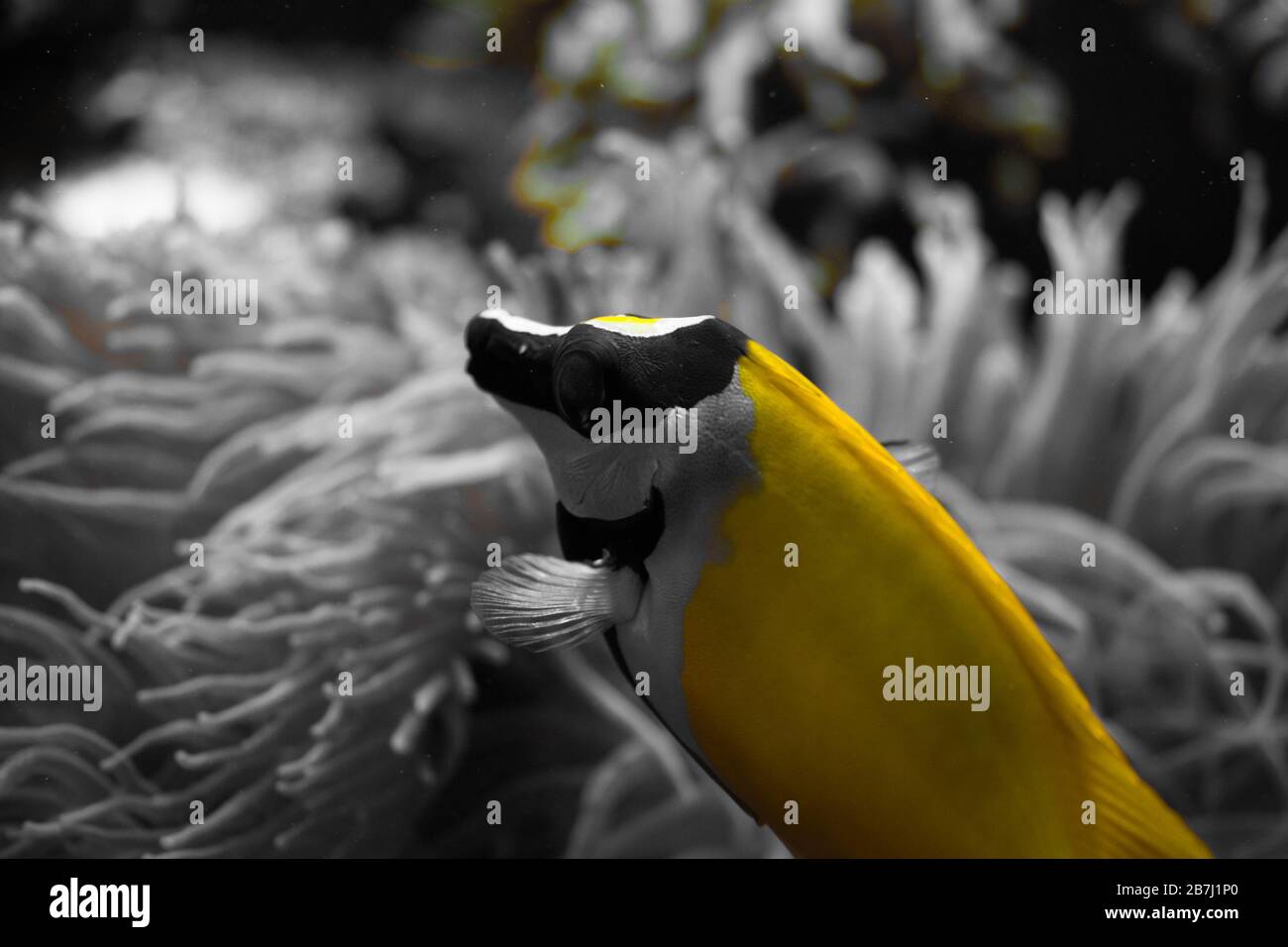 The foxface rabbitfish (Siganus vulpinus). Tropical marine aquarium ...