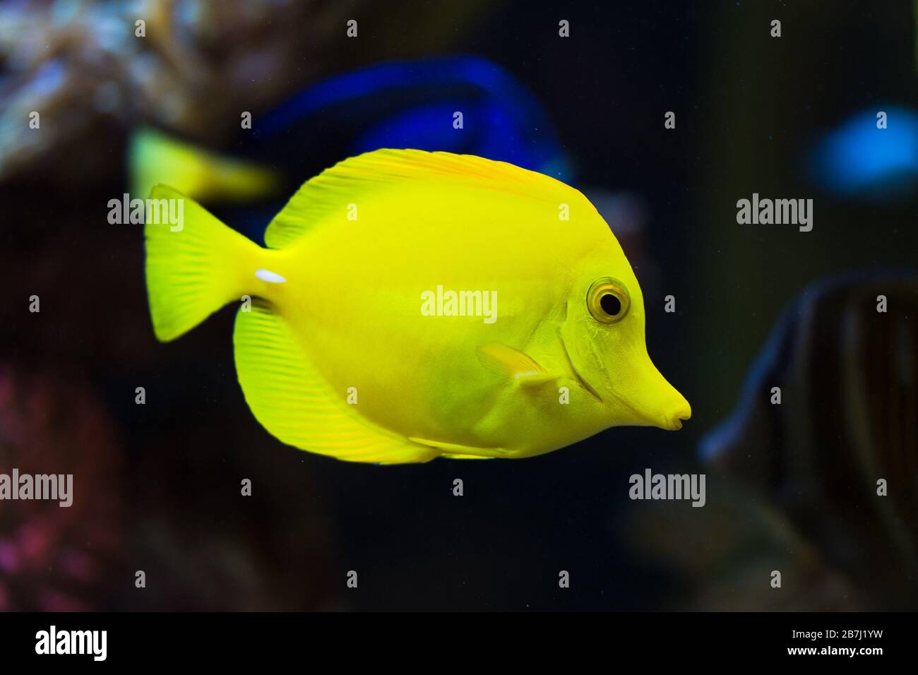Surgeonfish florida hi-res stock photography and images - Alamy