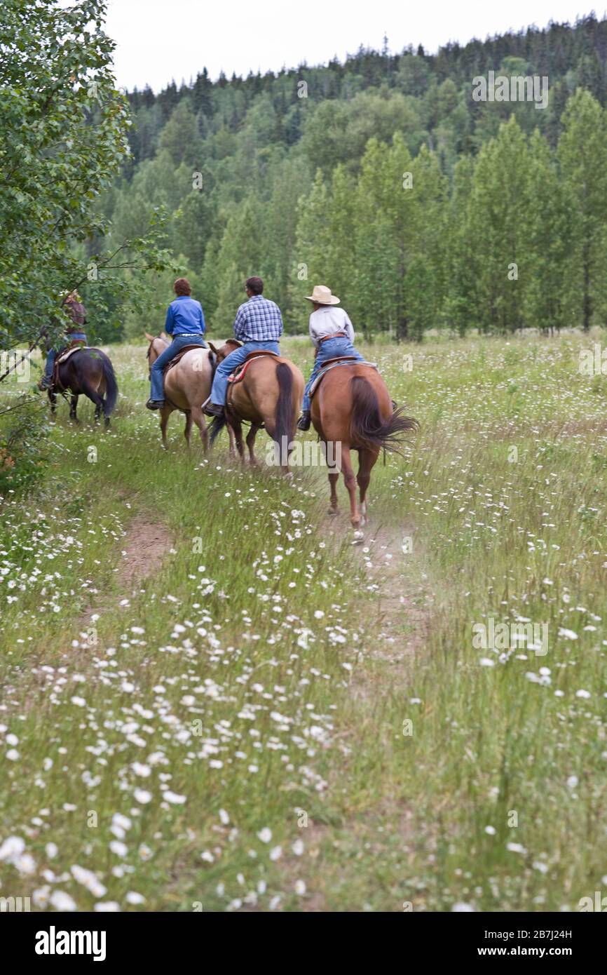 People riding horses through meadow Stock Photo - Alamy