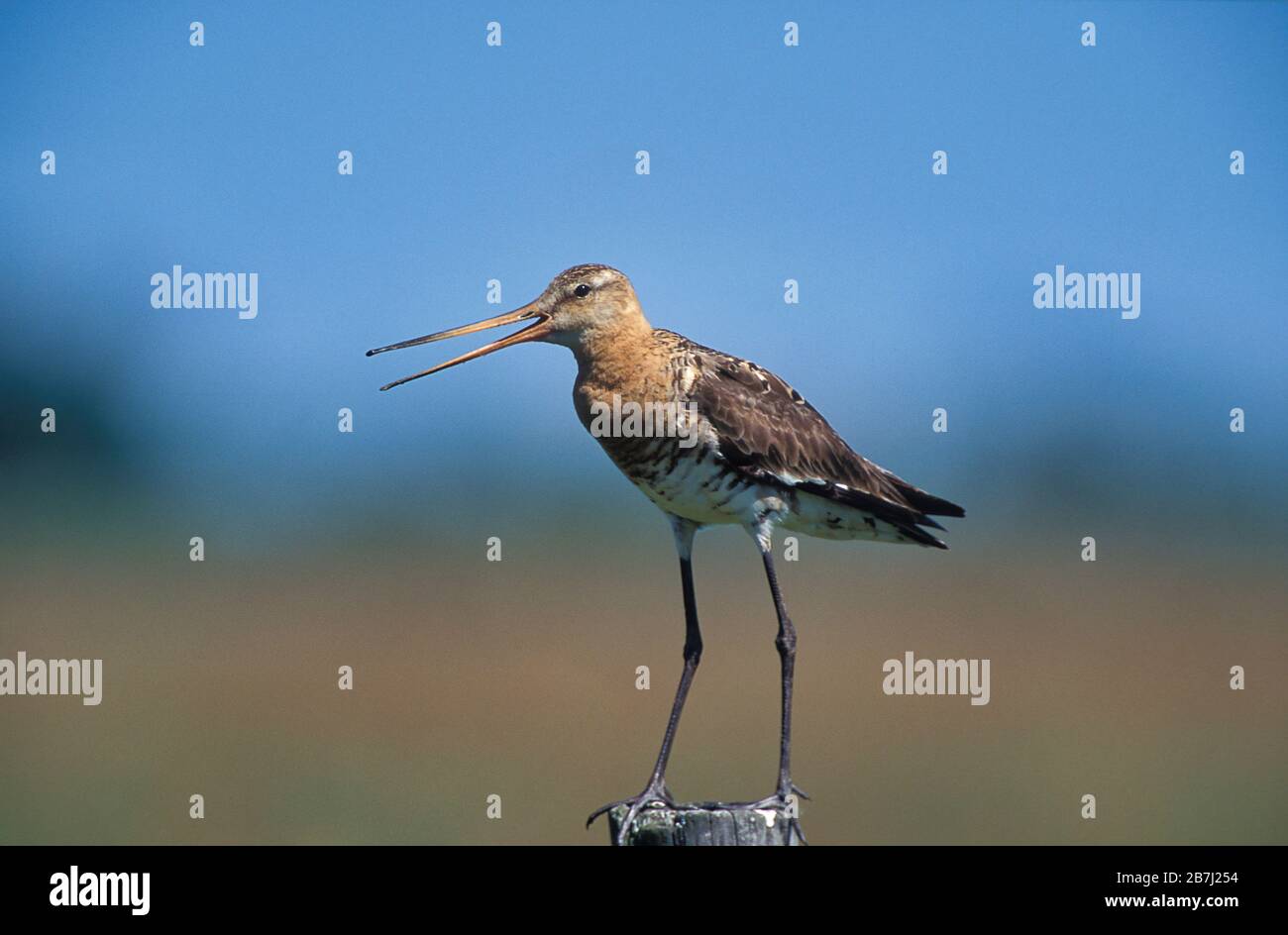 Black Tailed Godwit, Limosa limosa, Poland, calling Stock Photo - Alamy