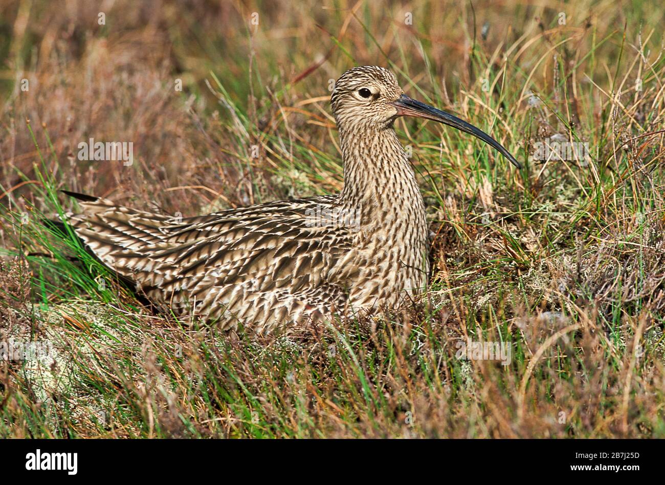 Uk curlew nest hi-res stock photography and images - Alamy