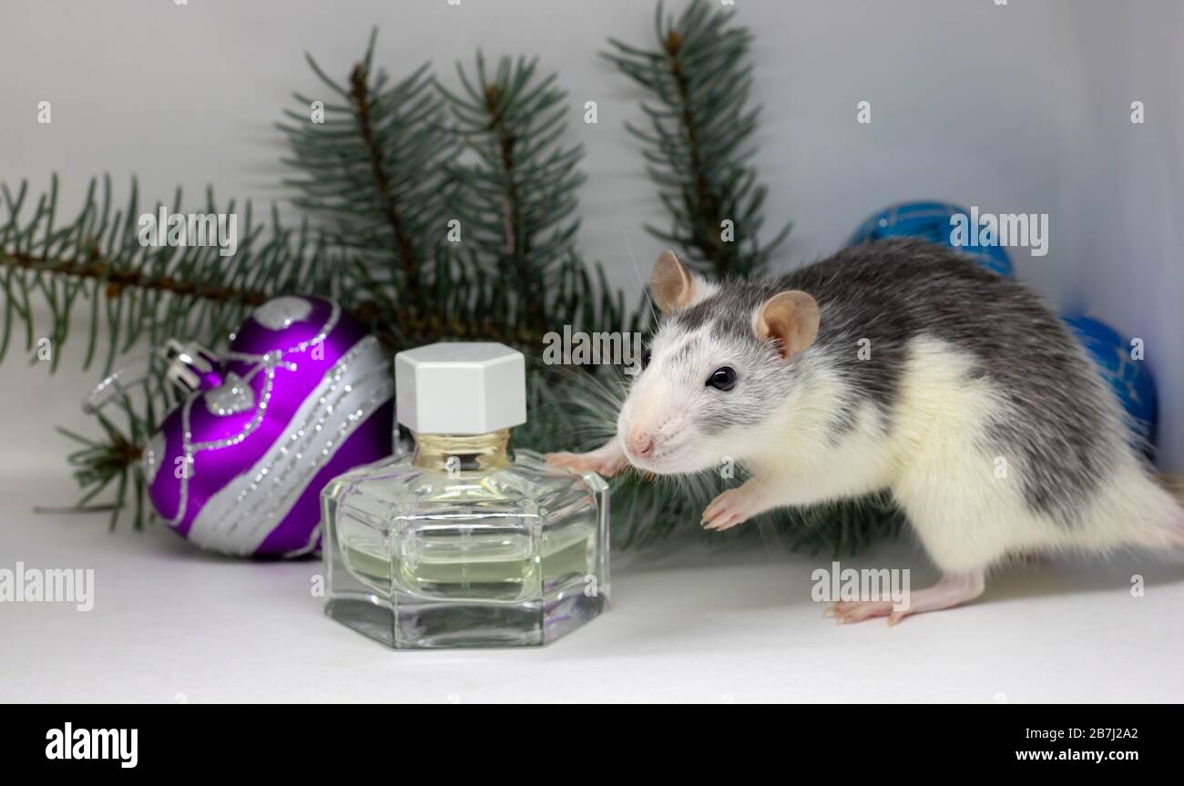 Perfume vials hi-res stock photography and images - Alamy