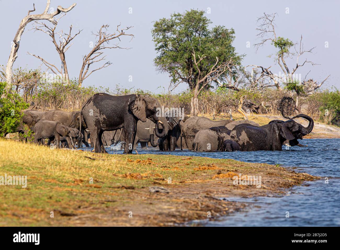 Elephants from caprivi strip hi-res stock photography and images - Alamy
