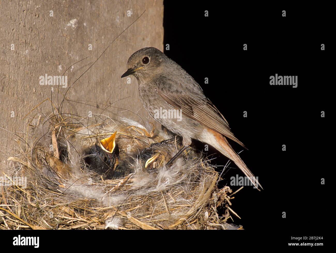 Black Redstart,Phoenicurus ochruros, on nest feeding young, France ...